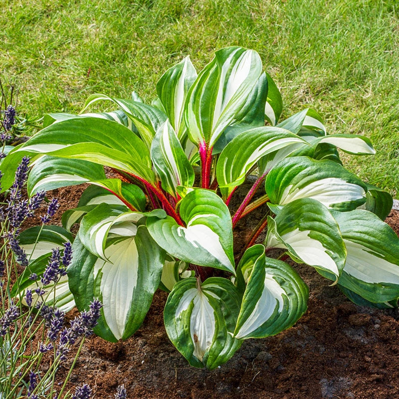 Raspberry Sundae Hosta | Breck's