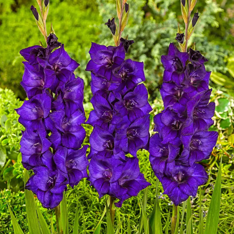 Purple Flora Gladiolus | Spring Bulbs | Shop at Breck’s