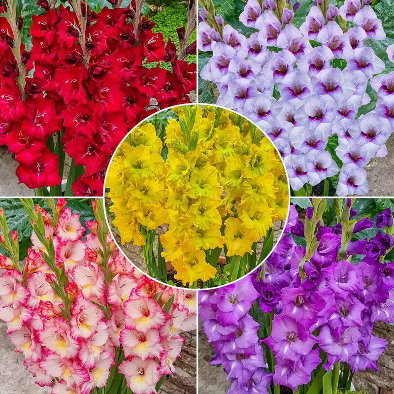 Dwarf Gladiolus Collection – Breck's