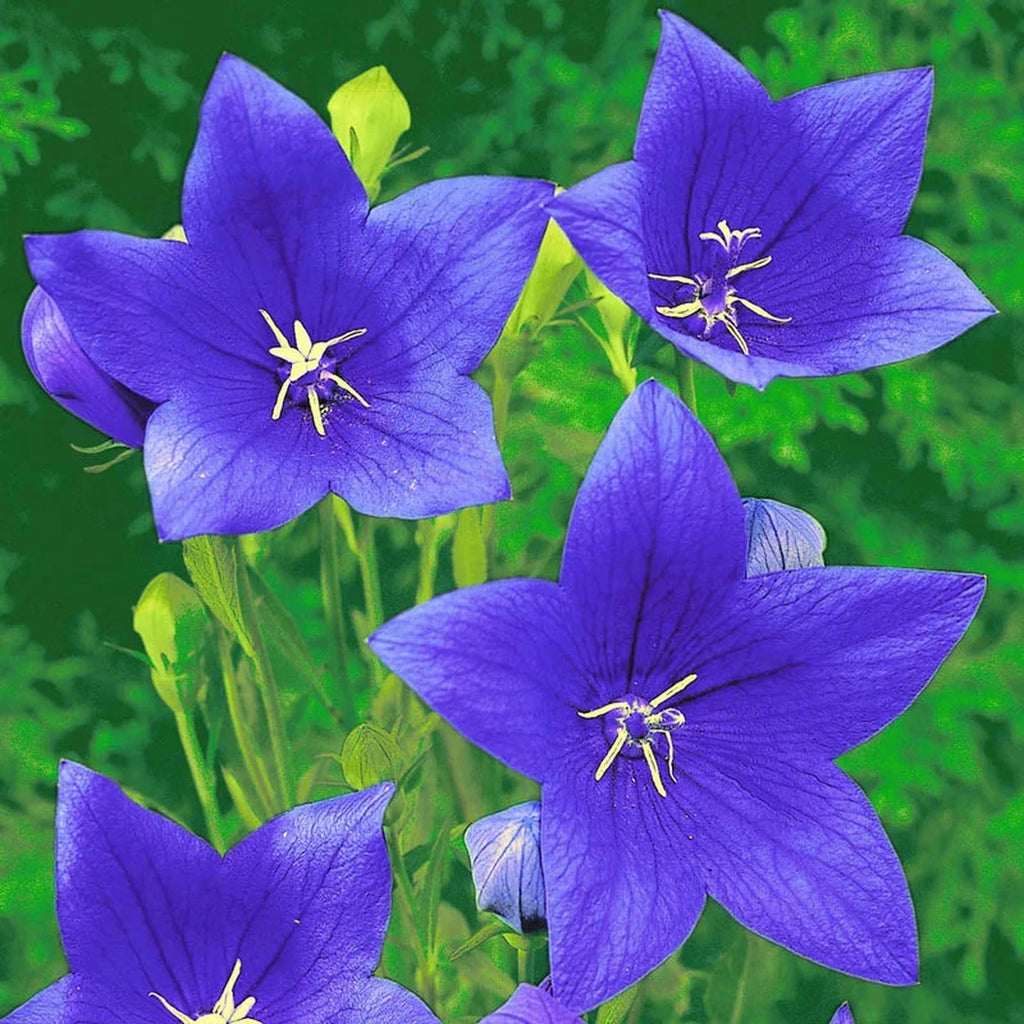 Buy Blue Balloon Flowers Online | Sun Perennials | Breck's