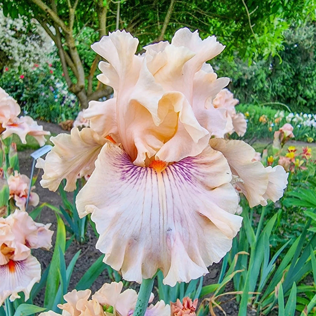 Center Line Bearded Iris – Breck's