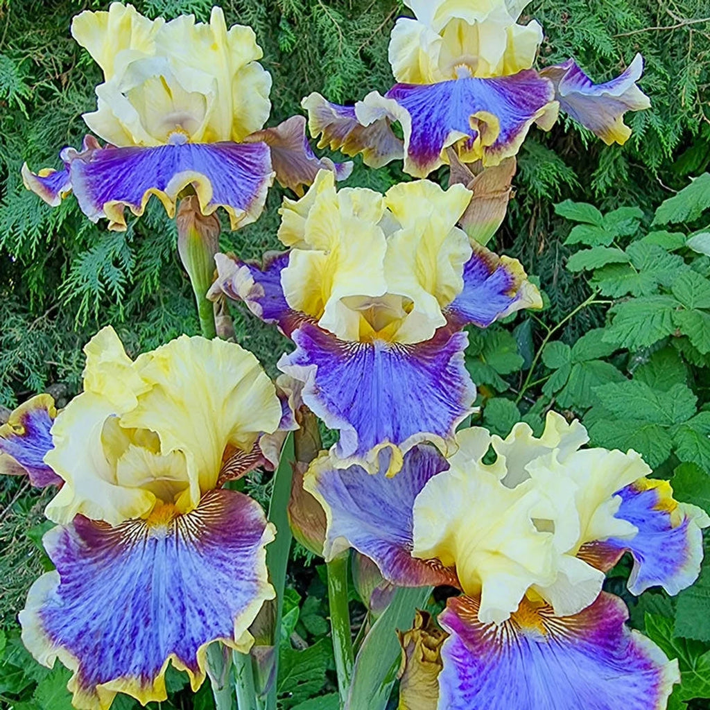 Coos Bay Bearded Iris – Breck's