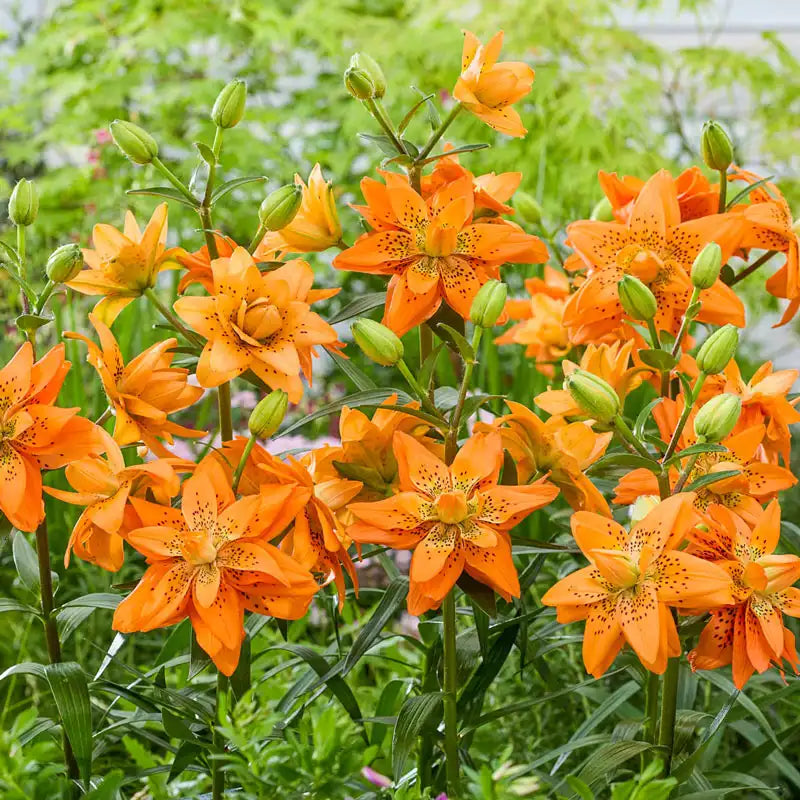 Dutch Design Double Lily – Breck's