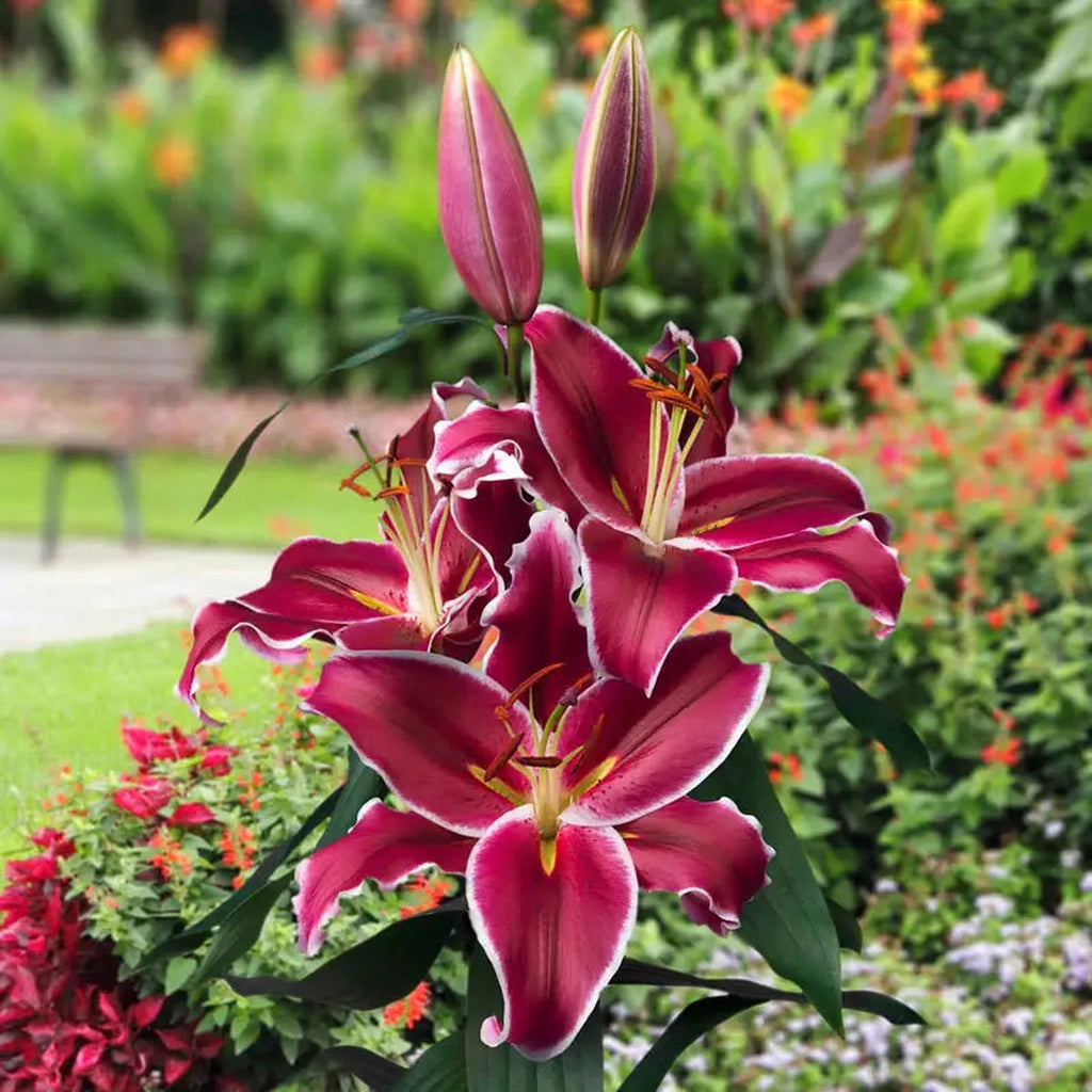 Shop Vangelis Lily Online | Oriental Lily Bulbs | Breck's