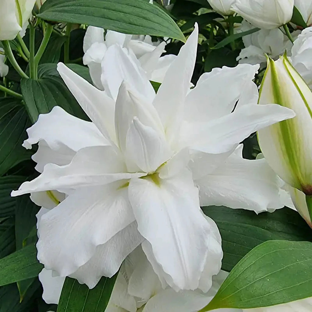 White Tornado Lily – Breck's