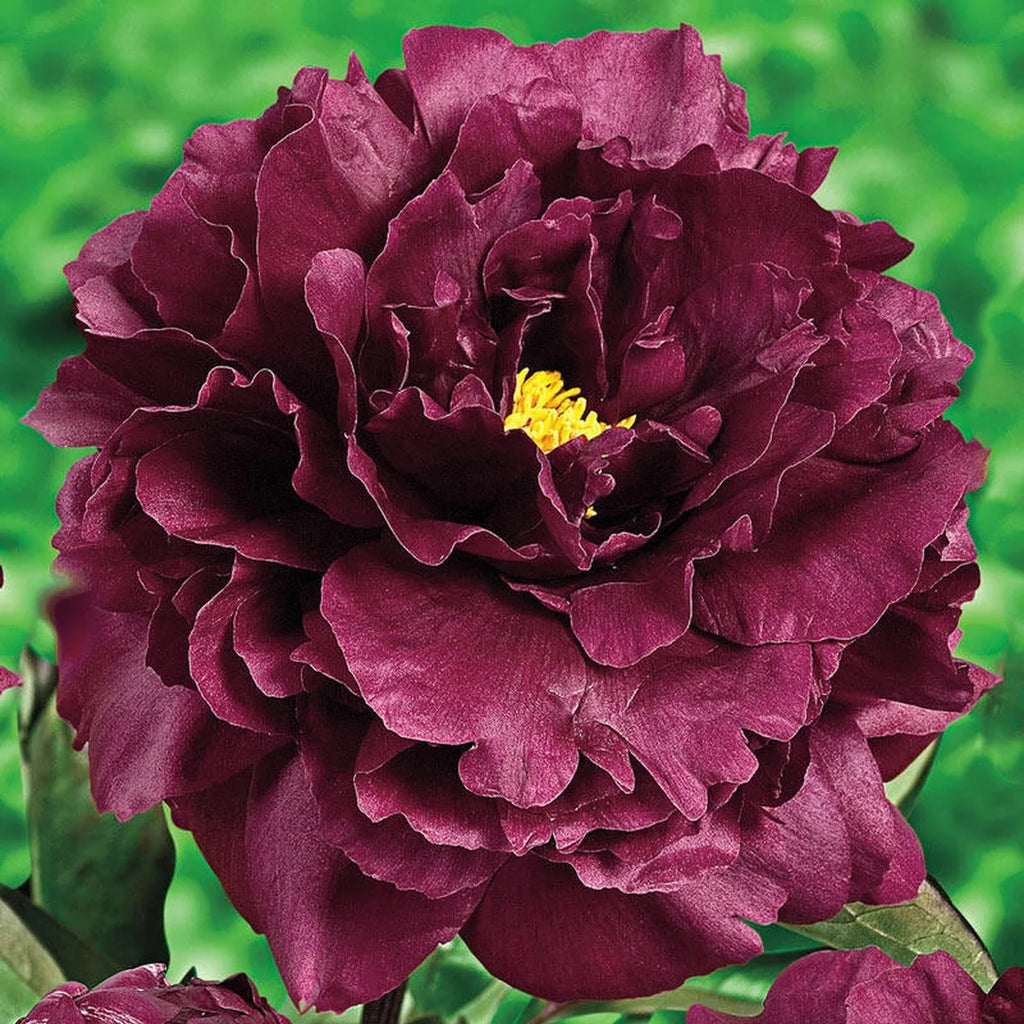 Black Beauty Peony | Breck's