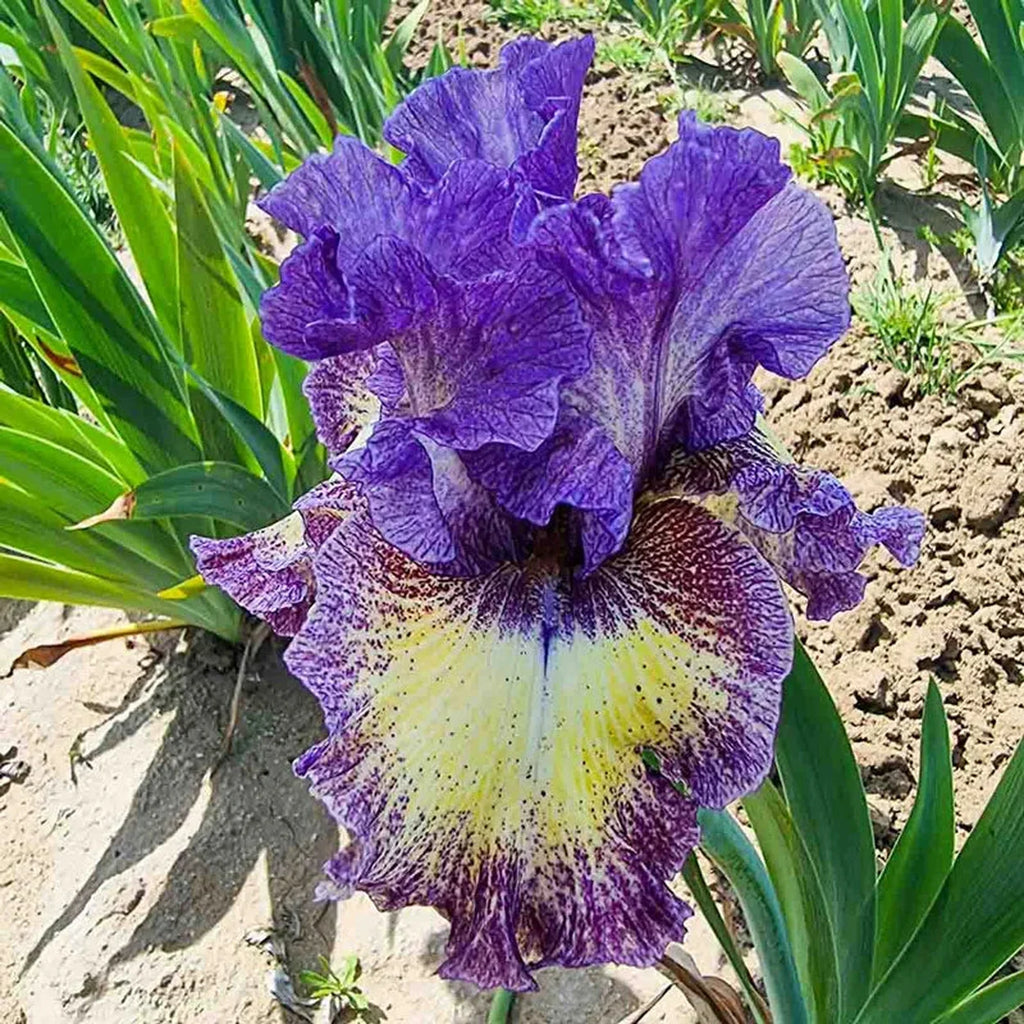 Buy Foolish Dreamer Bearded Iris | Iris Rhizomes | Breck's