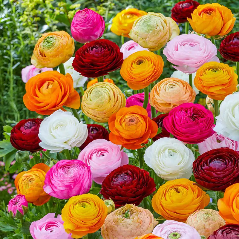 Tomer Dwarf Ranunculus Mixture – Breck's