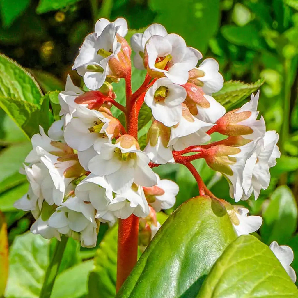 Buy Fire and Ice Pigsqueak | Sun Perennials | Breck's