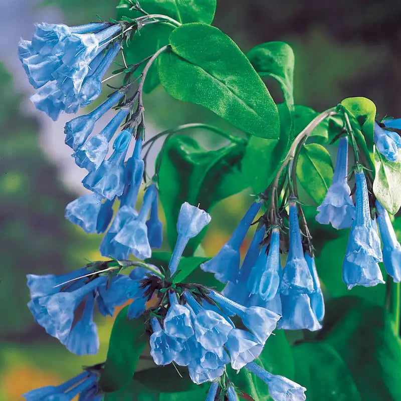 Buy Virginia Bluebells Online | Shade Perennials | Breck's