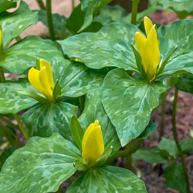 Shop Yellow Trillium Online | Shade Perennials | Breck's