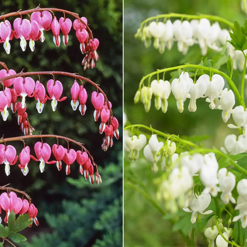 Old-Fashioned Bleeding Heart Collection – Breck's