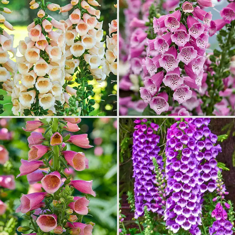 Foxglove Collection For Sale | Breck's