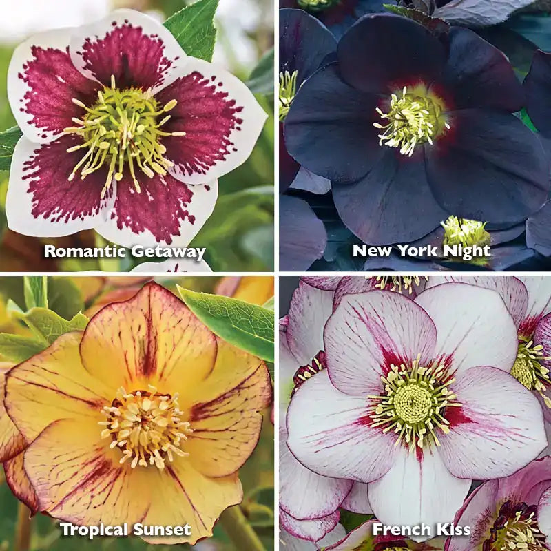 Honeymoon® Single-Flowered Hellebore Collection | Breck’s