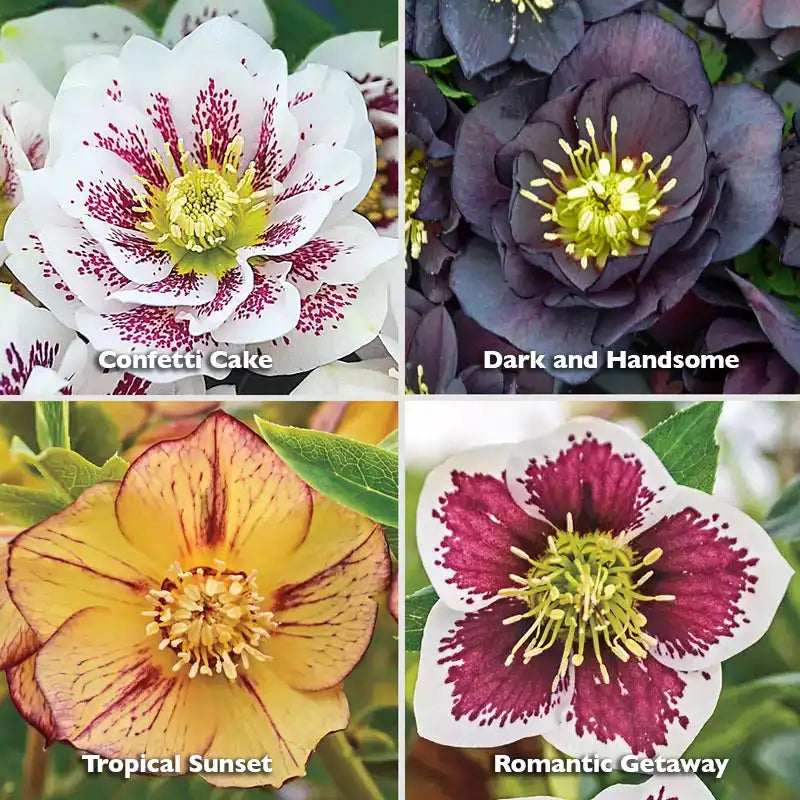 Harmonious Hellebore Collection | Shade Plants | Breck's