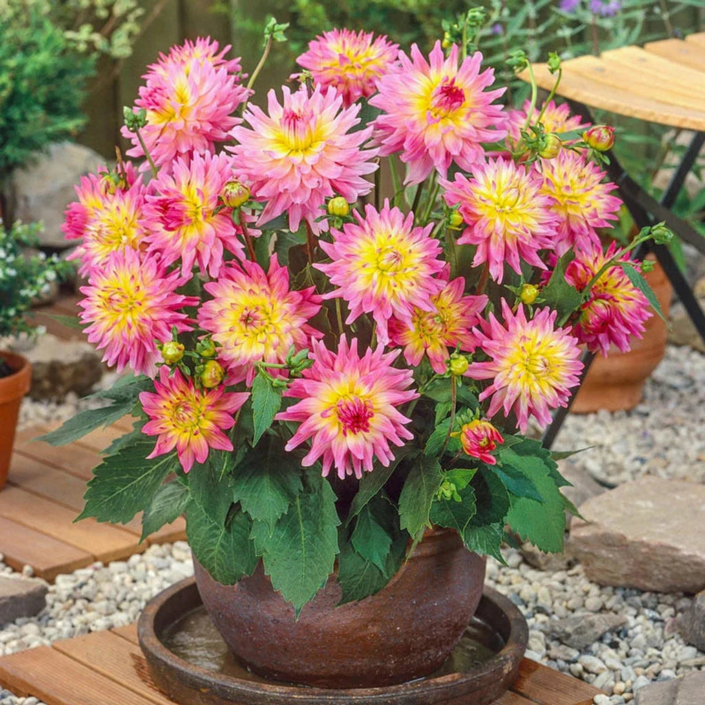 Buy Melody Gipsy Dahlias Online | Dahlia Tubers | Breck's