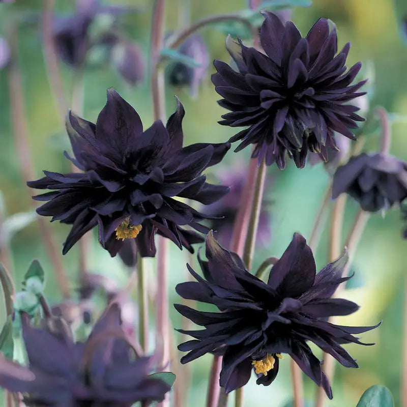 Black Barlow Columbine – Breck's