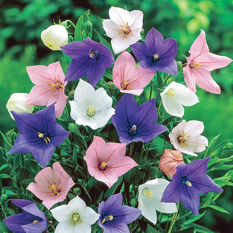 Balloon Flower Mixture Super Sak® – Breck's