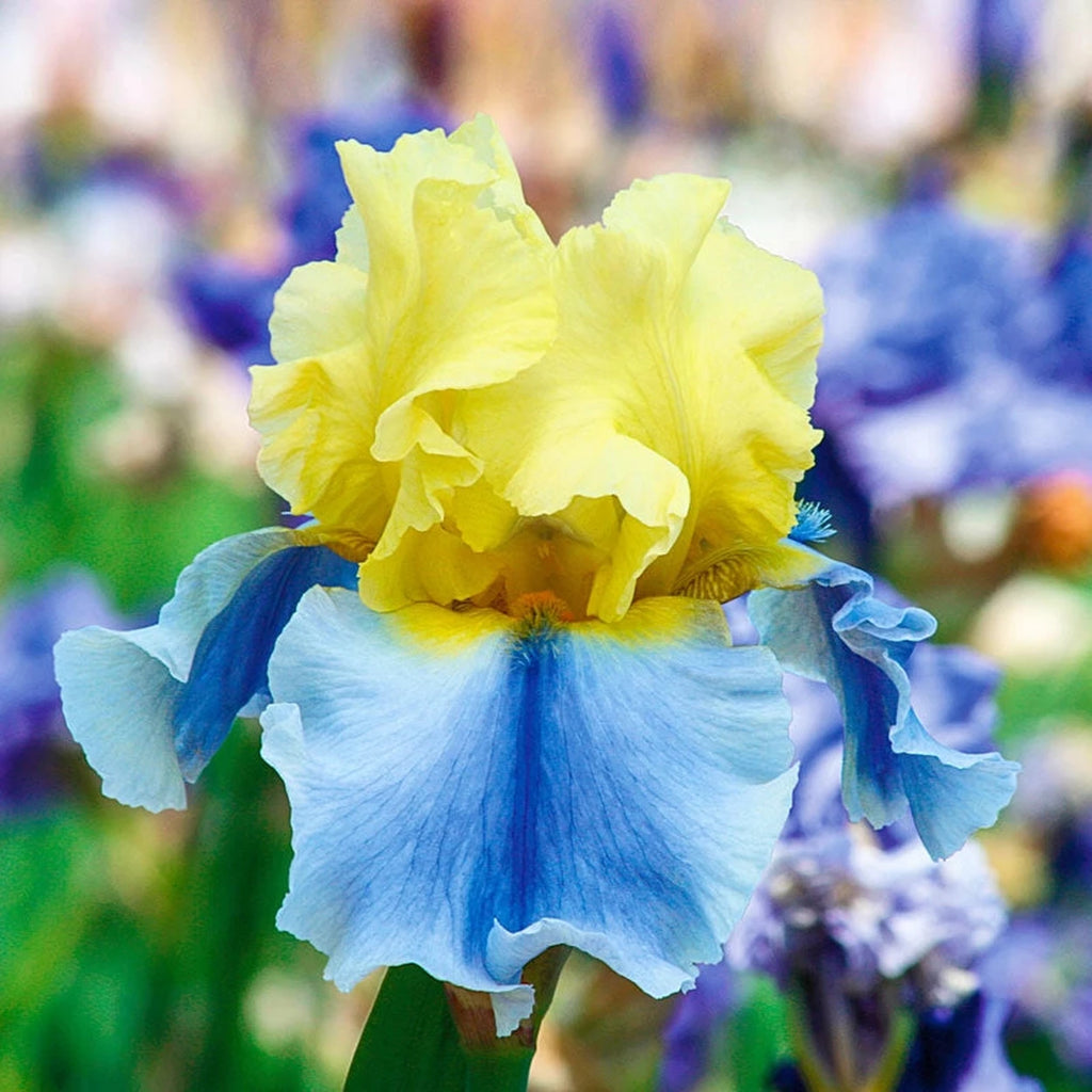 Easter Candy Bearded Iris – Breck's