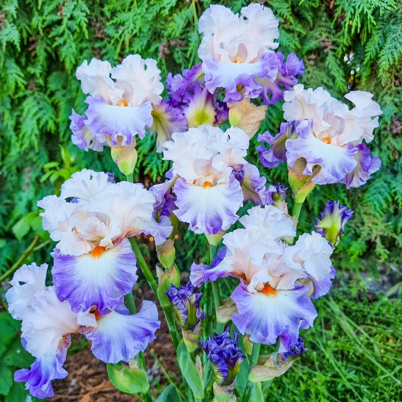 Polite Applause Bearded Iris – Brecks
