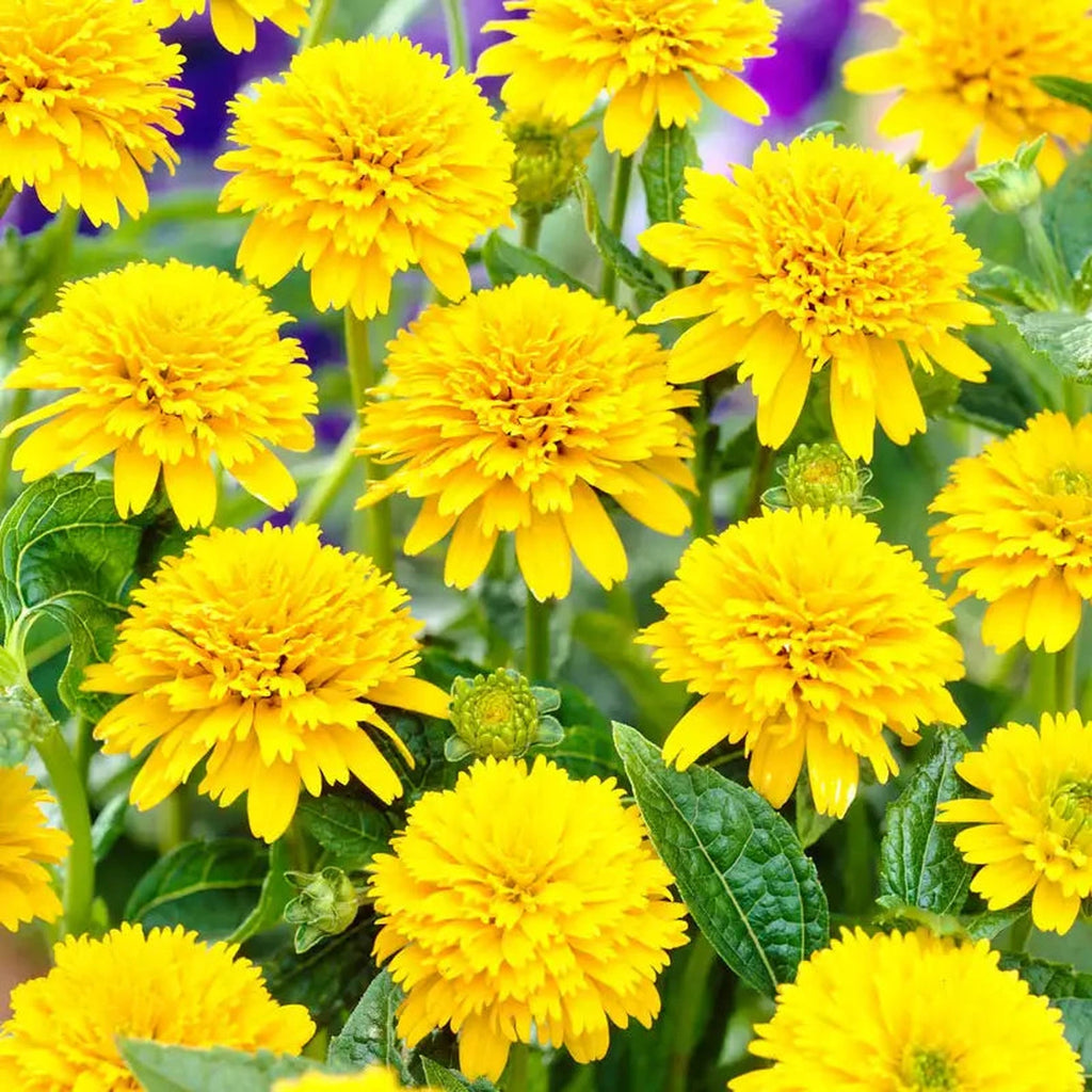 Asahi False Sunflower | Sun Perennials | Shop at Breck’s