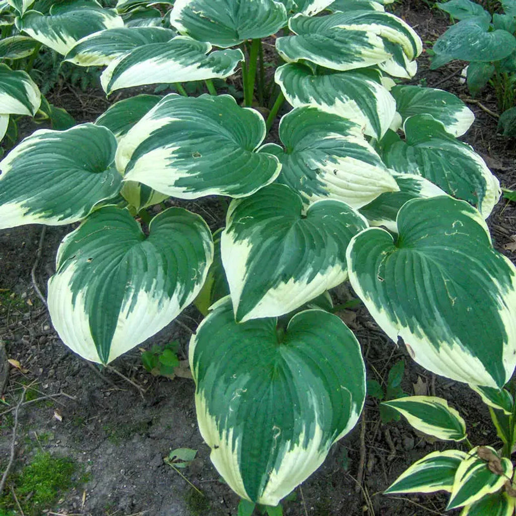 Robert Frost Hosta – Breck's