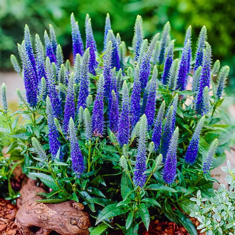 Ulster Dwarf Blue Speedwell | Sun Perennials | Shop Breck’s
