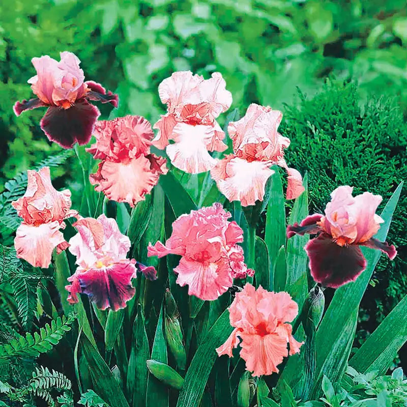 Shades of Pink Bearded Iris Mixture Super Sak | Breck's – Brecks