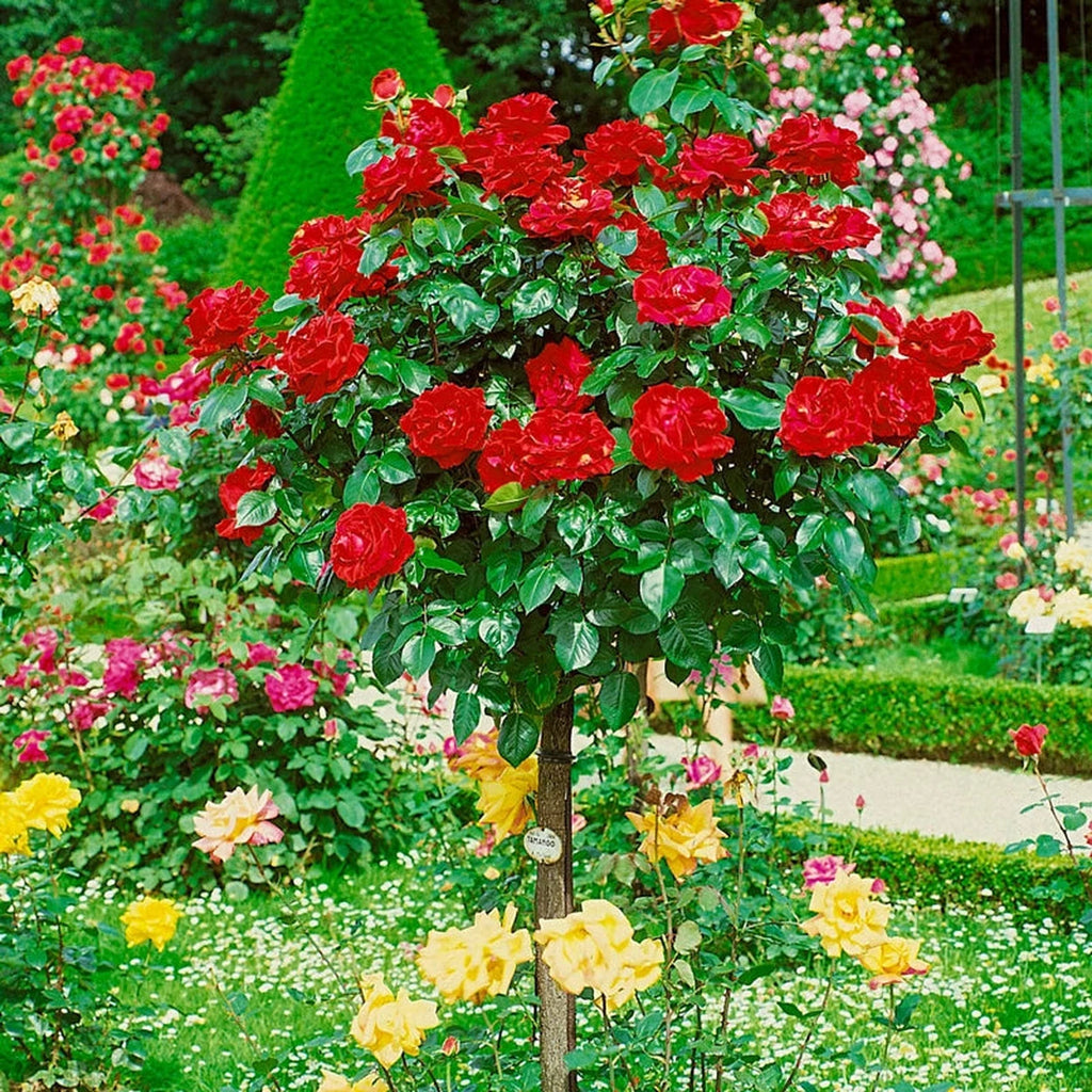 Chrysler Imperial 36" Tree Rose – Breck's