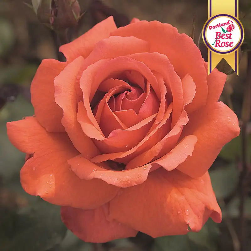 Fragrant Cloud Tree Rose | Tree Roses for Growing | Breck’s – Brecks