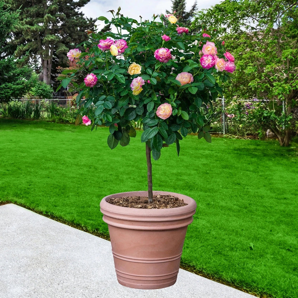 Life of the Party™ 36" Tree Rose – Breck's