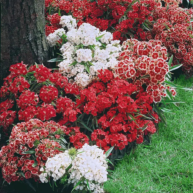 Buy Sweet William Mixture Online | Sun Perennials | Breck's