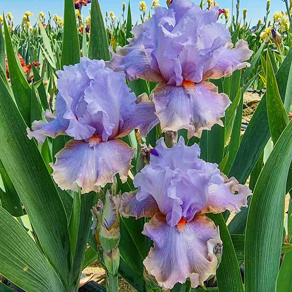 Legerdemain Bearded Iris for Sale | Breck's