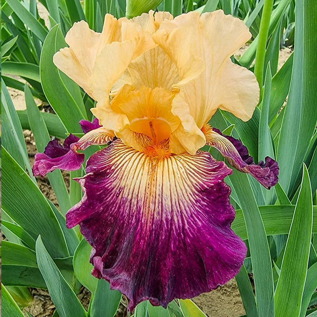Doctor Who Bearded Iris Rhizome | Breck's