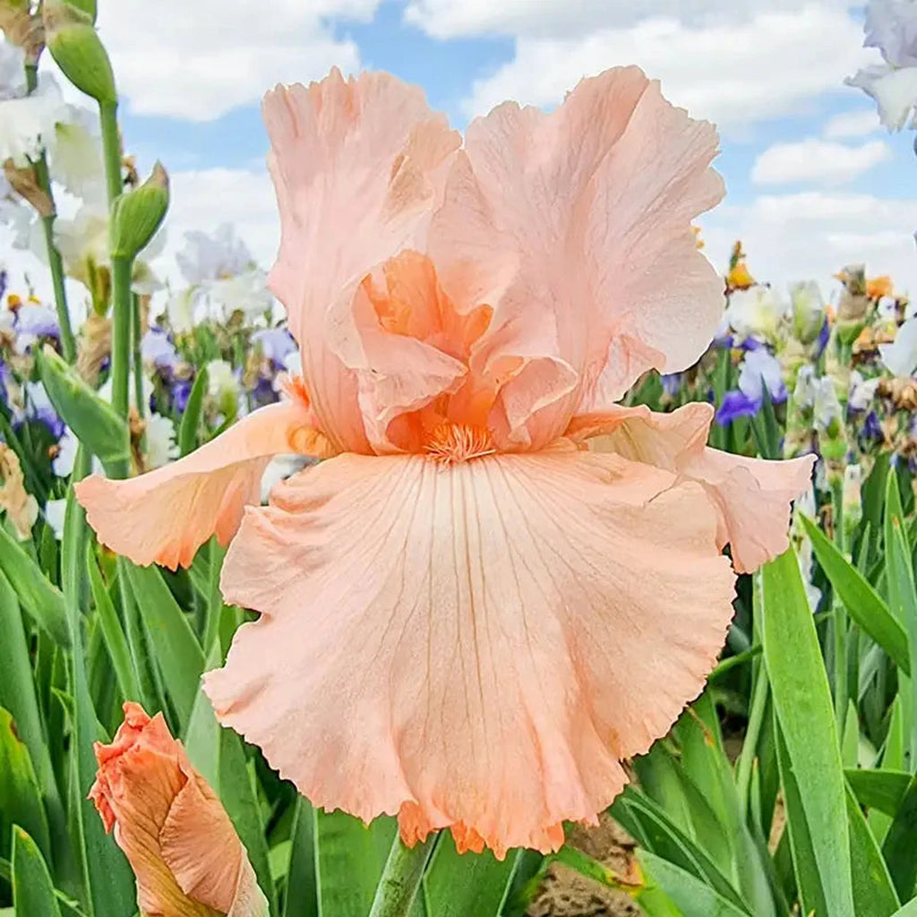 You're a Peach Bearded Iris | Breck's