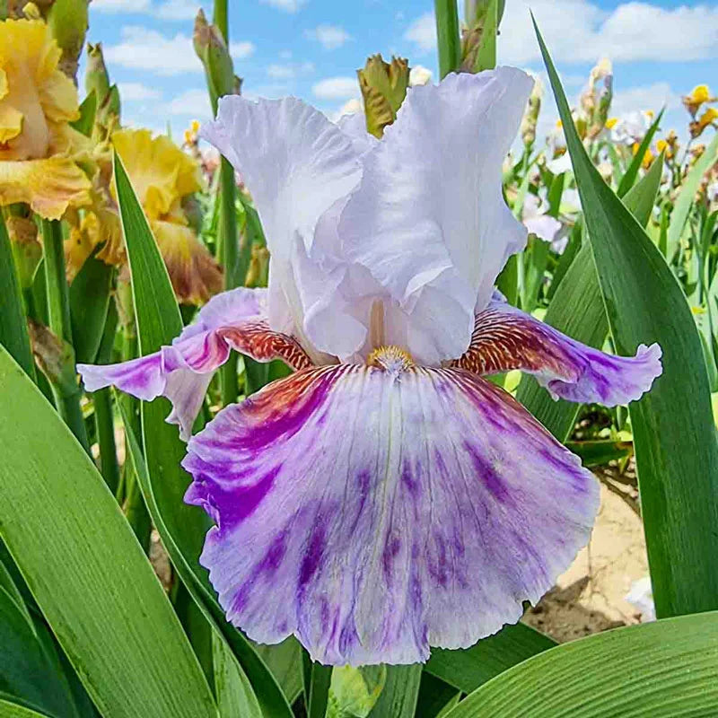 Falling Water Bearded Iris – Breck's