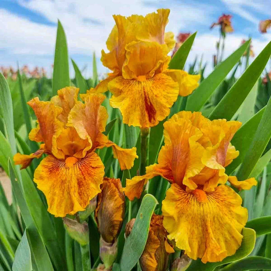 Wizard of Odds Bearded Iris – Breck's