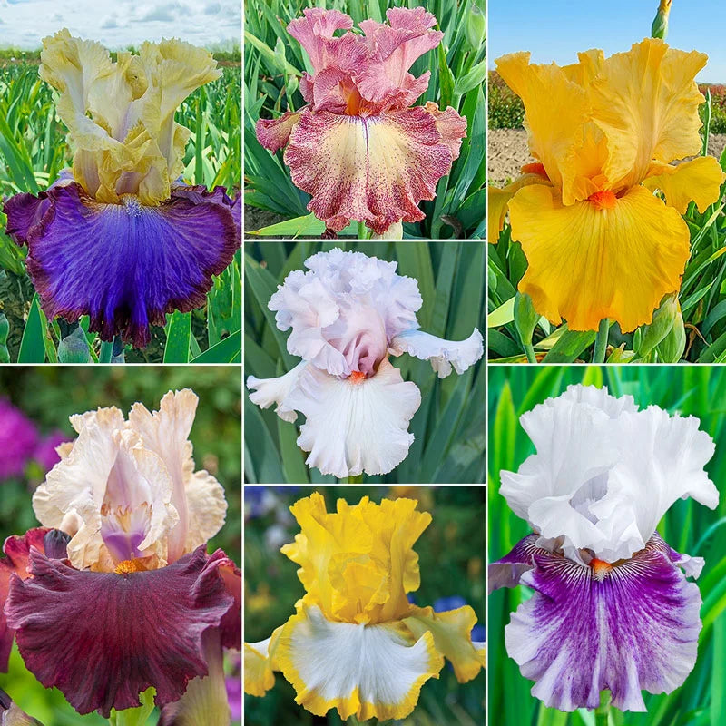 Breck's Rainbow Iris Collection | Sun Perennials | Breck's