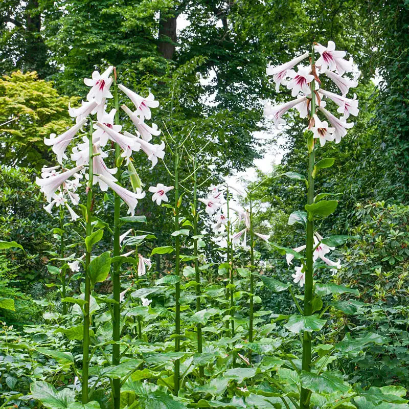 Giant Himalayan Lily | Shade Perennials | Shop at Breck’s