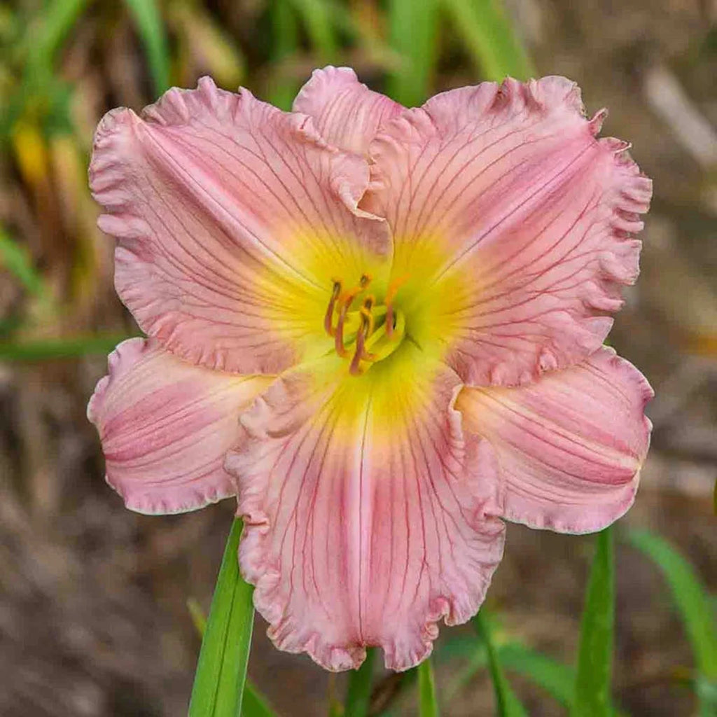 Jolyene Nichole Daylily – Breck's