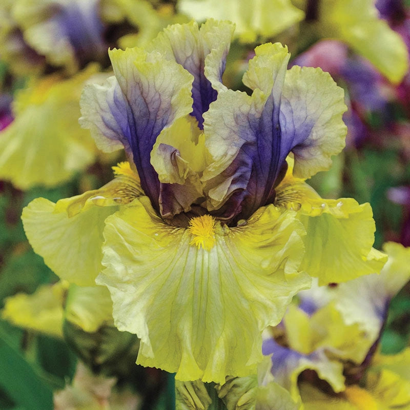 Shop Secret Rites Bearded Iris | Double Tulip Bulbs | Breck's