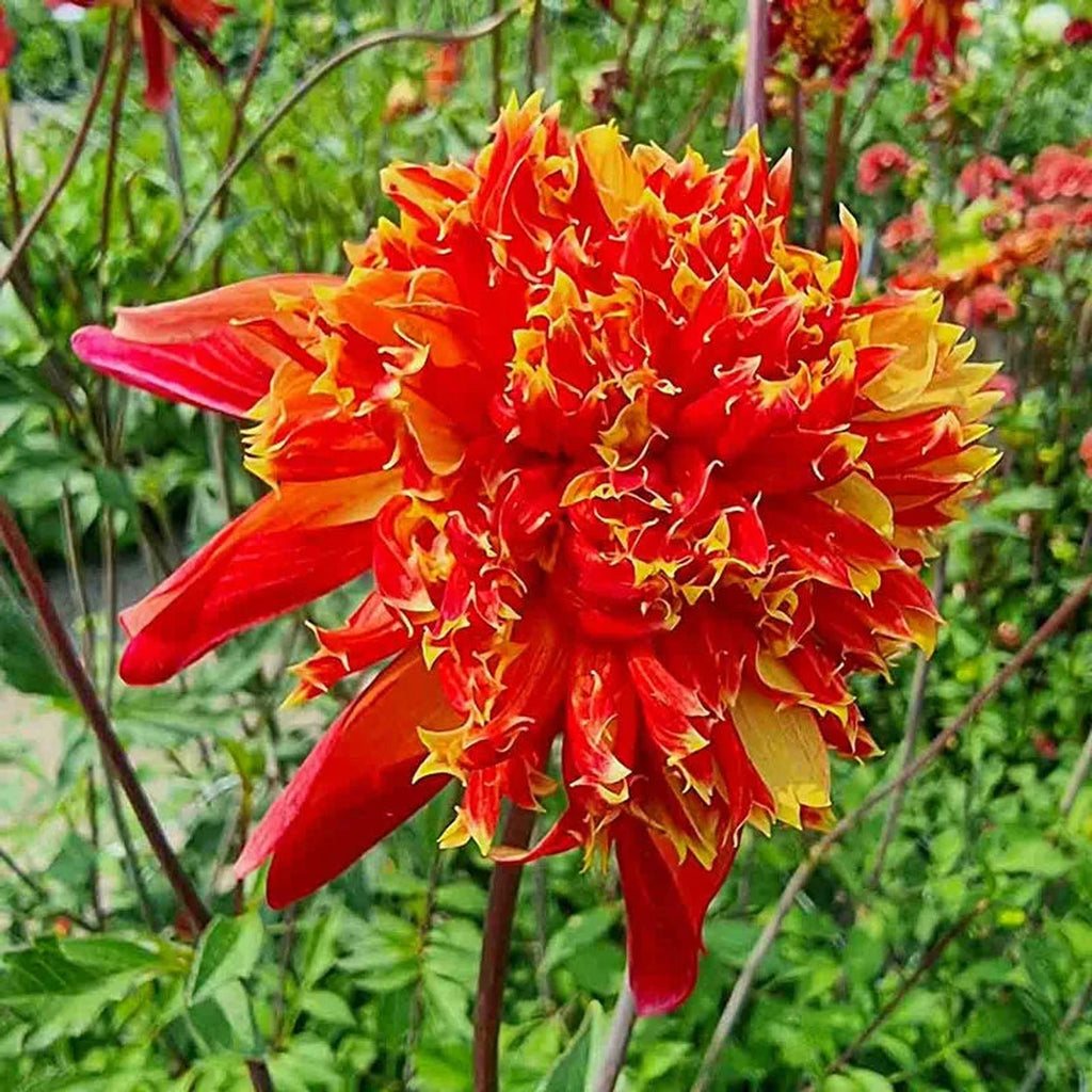 Octopus Sparkle Dahlia – Breck's