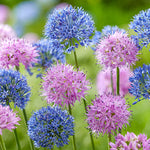 Breck's Flower Bulbs - Bulbs from Holland since 1818