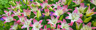 Breck's Flower Bulbs - Bulbs from Holland since 1818