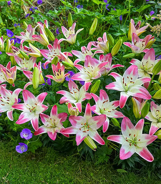 Breck's Flower Bulbs - Bulbs from Holland since 1818