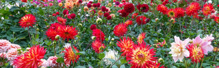 Breck's Flower Bulbs - Bulbs from Holland since 1818