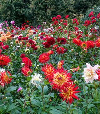 Breck's Flower Bulbs - Bulbs from Holland since 1818