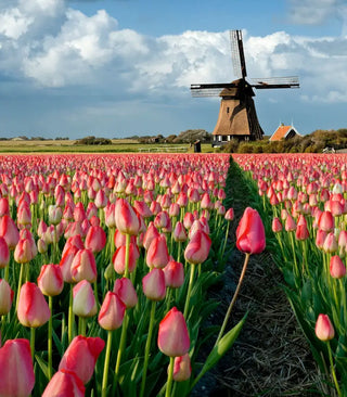 Breck's Flower Bulbs - Bulbs from Holland since 1818
