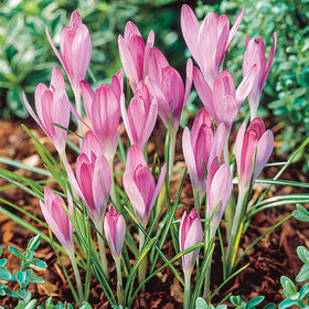 Breck's Flower Bulbs - Bulbs from Holland since 1818