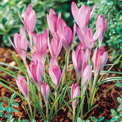 Breck's Flower Bulbs - Bulbs from Holland since 1818